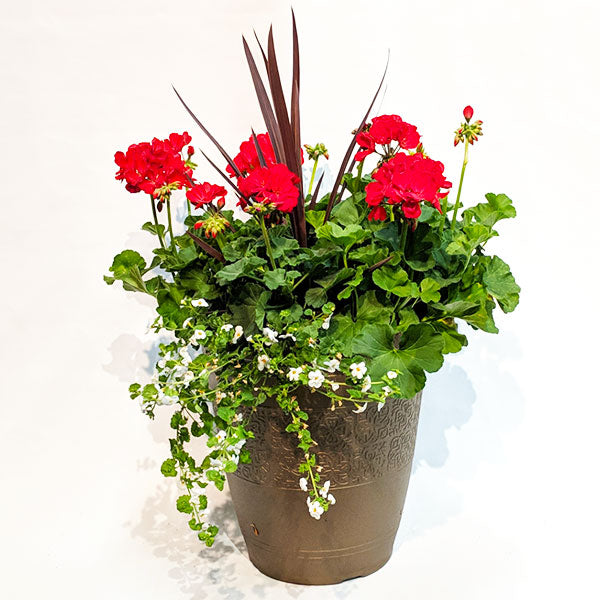 Large Geranium Patio Pot – Breezewood Floral